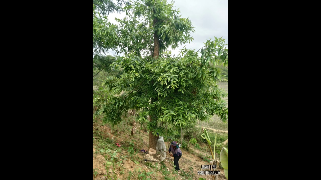 Muolvaiphei ram thing phûr, mvp rama film inchang lai thlalak - YouTube