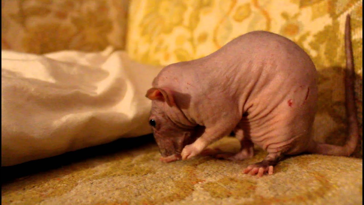 Hairless rat choking on pizza. - YouTube