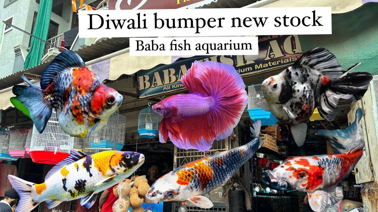 Diwali bumper new stock available baba fish aquarium kota # new # fish ...