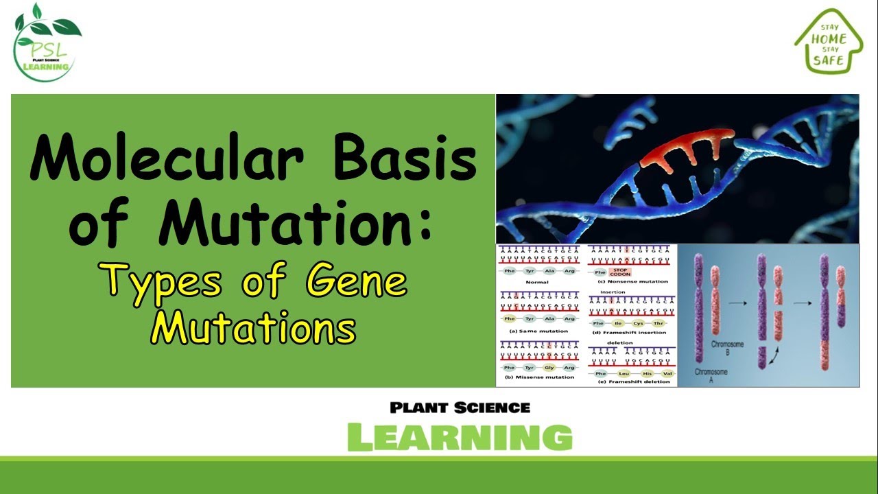 Molecular Basis of Mutation - YouTube