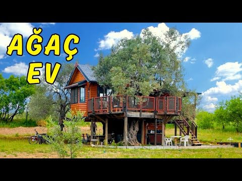 Zeytin Ağacına Ağaç Ev Yaptılar – Baba Oğulun Doğayla Hayali