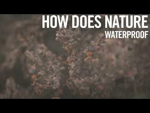 Our Planet | Forests | FULL EPISODE | Netflix - YouTube