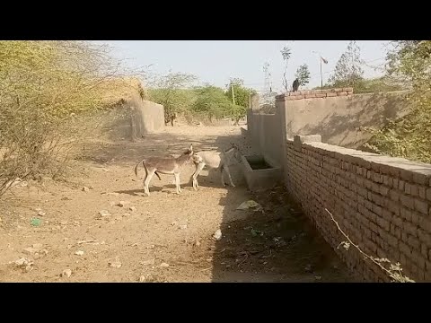 Gadhey (Donkey) ka anokha Kamal...#animals #donkey #viralvideo - YouTube