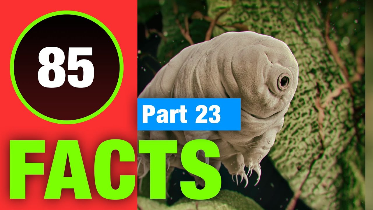 85 World Facts | Facts That Will Shock You - YouTube