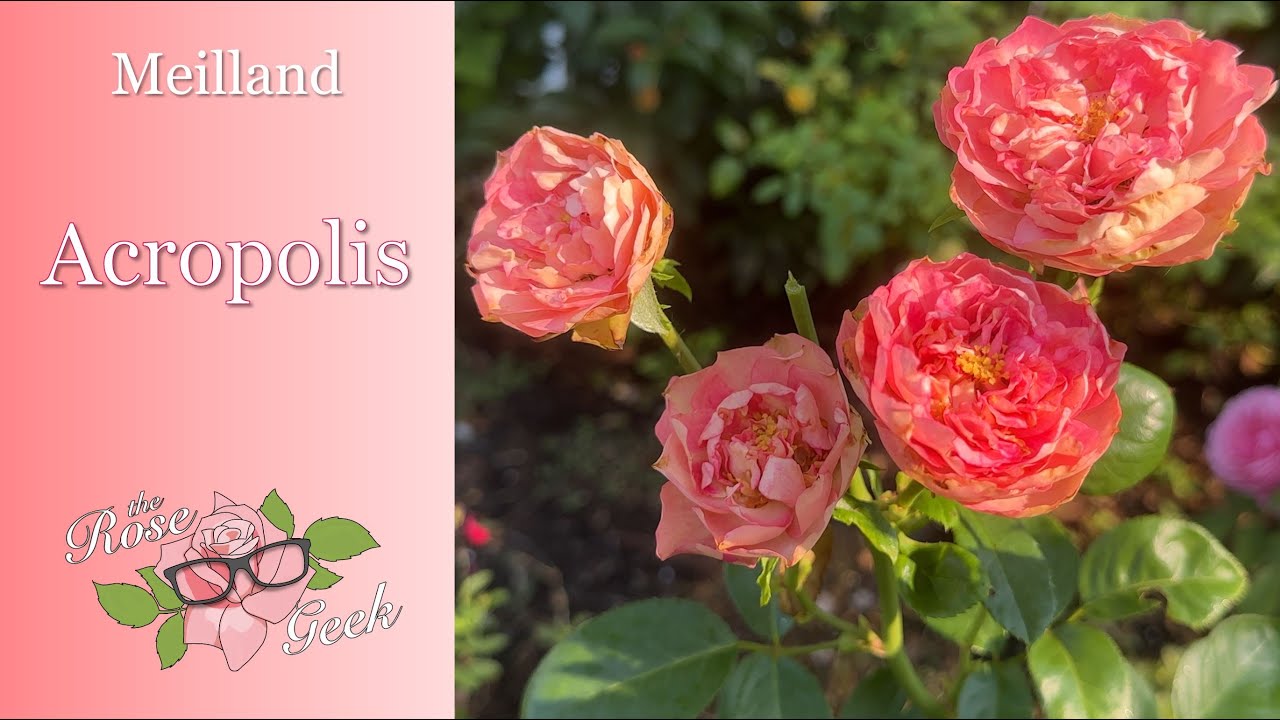 🌹 Acropolis / Meilland Rose / Review / Meicrado - YouTube