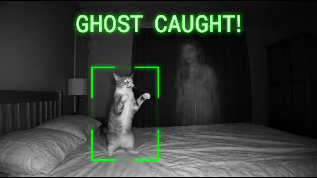 Cat can see ghost coming - YouTube