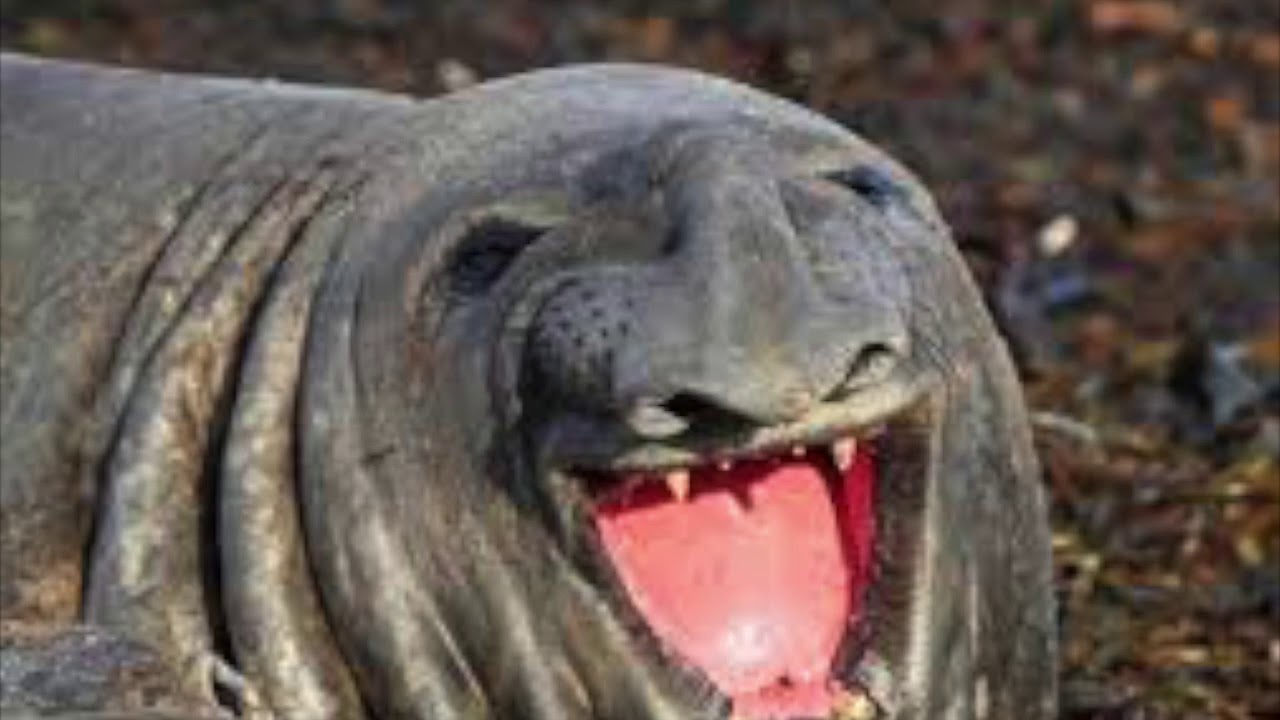 Epic Seal - YouTube