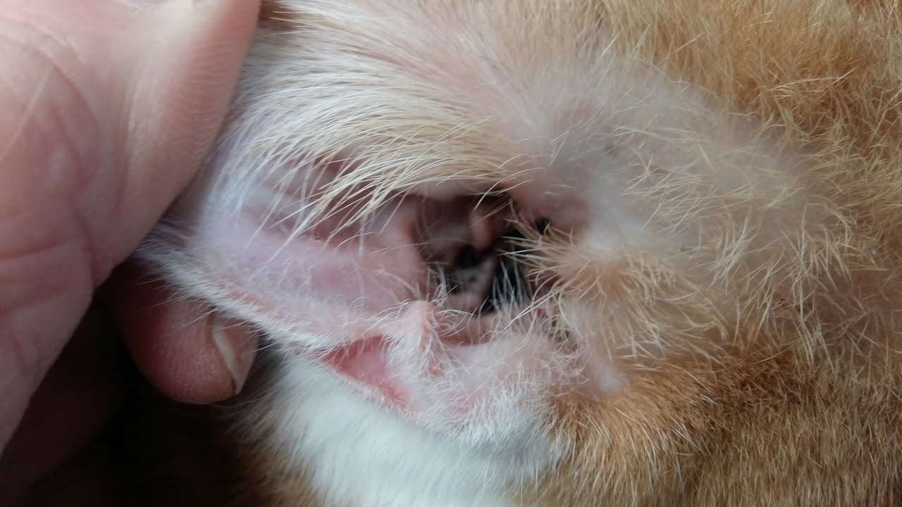 Acari Auricolari del gatto - YouTube