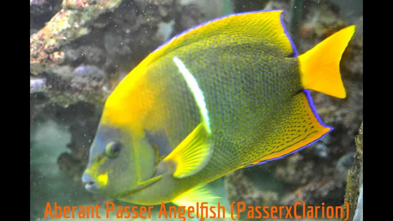 Abberant Passer Angelfish (PasserxClarion) - YouTube