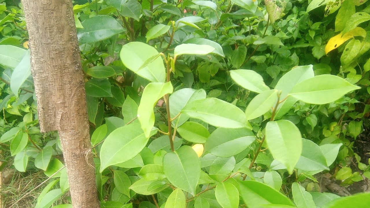 ALAMAT NG DAHON - YouTube