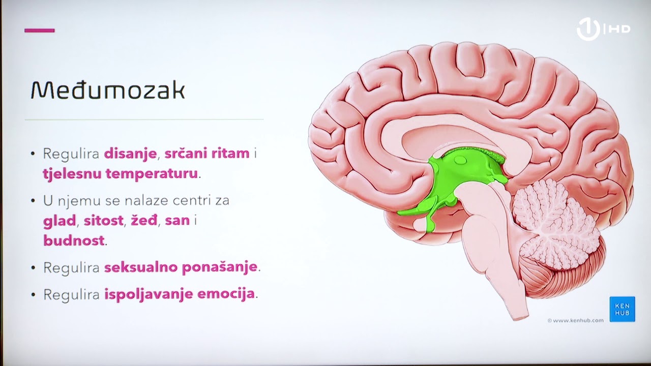 Domaća zadaća za 9. razred: Biologija - Mozak i kičmena moždina - YouTube