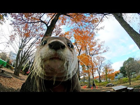 A day flirting with Aty in the park [Otter life Day 179] 公園でアティと１日イチャイチャしてきた