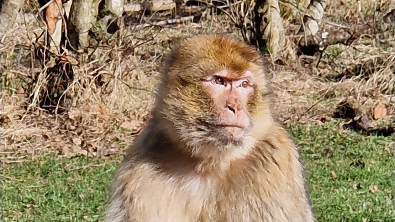 Monkey Forest at Trentham. England UK 🇬🇧 - YouTube