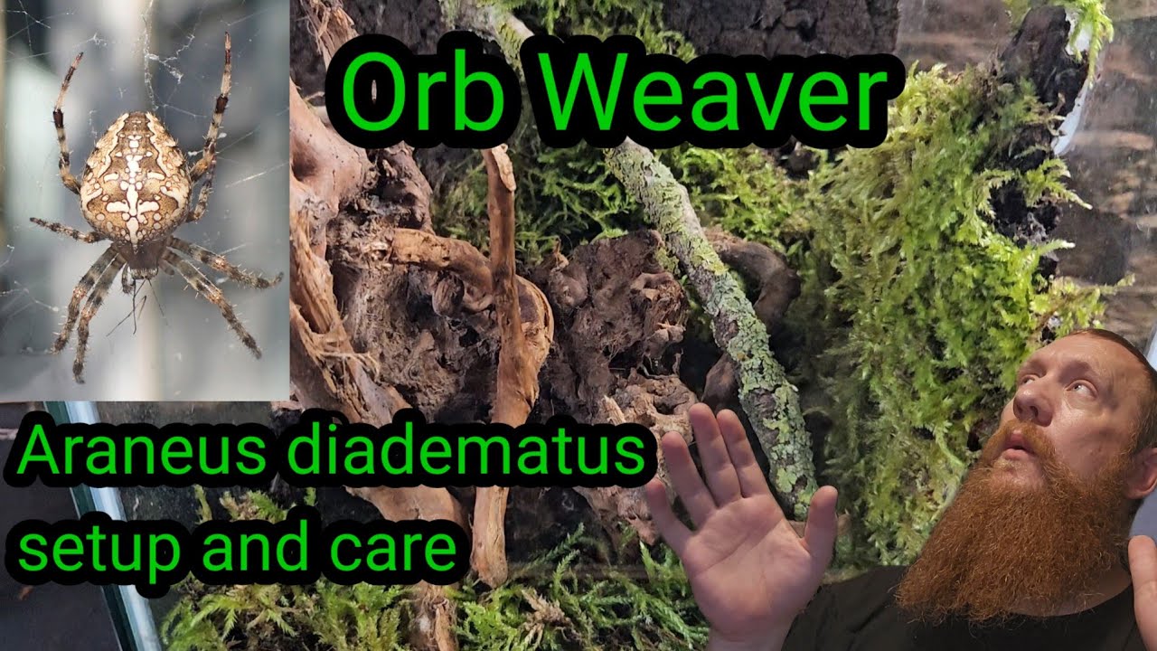 orb weaver spider setup and care // uk spider Araneus diadematus # ...