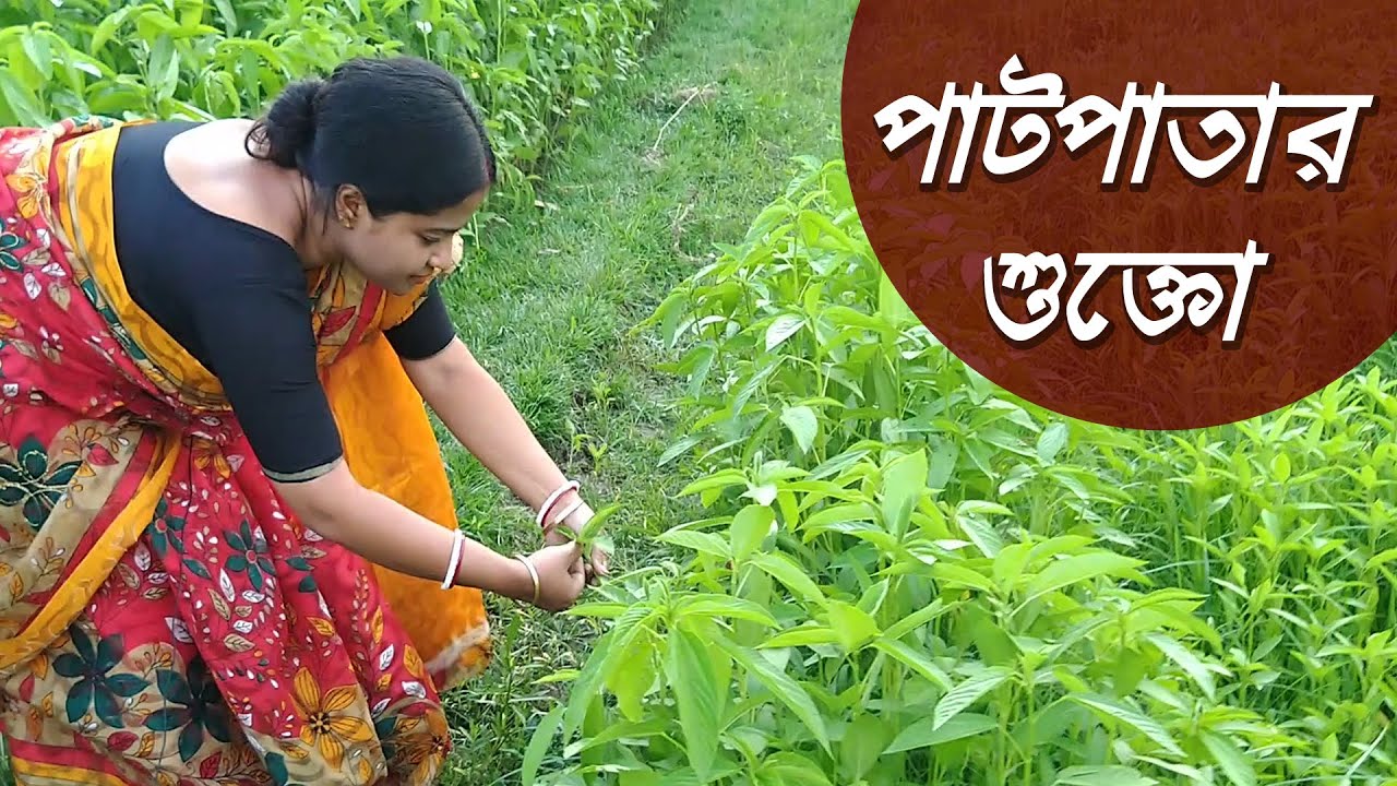 পাট পাতার শুক্তো | পাটপাতার শুক্তো রান্নার পদ্ধতি | Pat Pata New Recipe ...