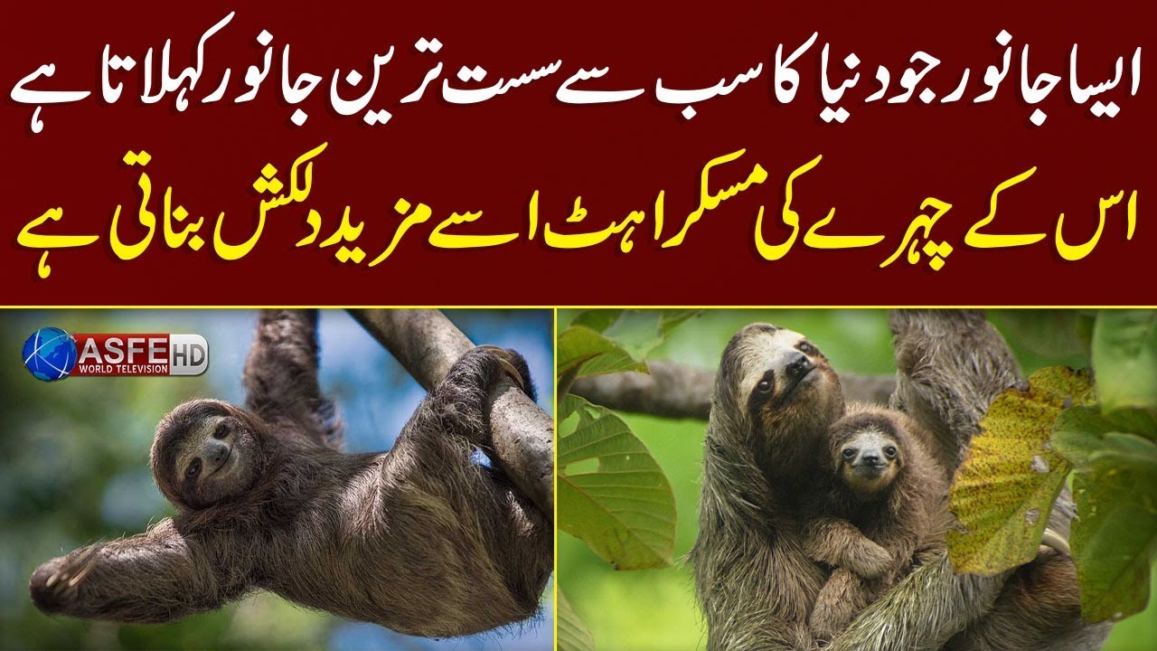 Sloth - the most slow, demure and cute animal - ASFE WORLD TV - YouTube