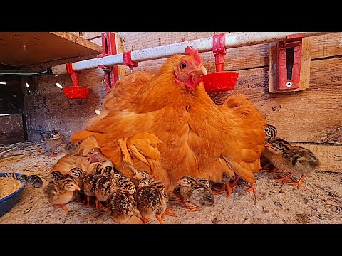 40 Bacaklı Tavuk🔥Tarlada Yaban Tavuğu Yumurtası Buldum🥚#yabantavuğuyuvası #Yabancivcivleri #Beç