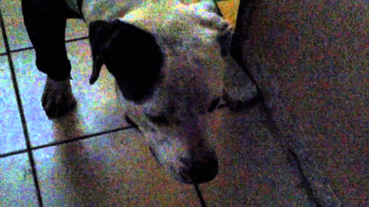 Hola soy chikis , la vida del perro jeje - YouTube