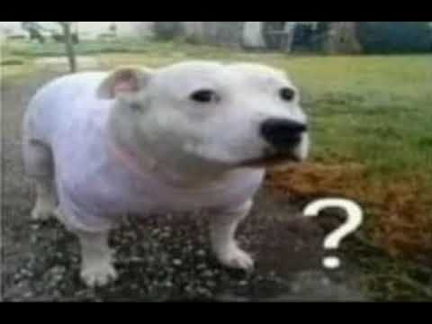Perrito con signo de interrogacion - YouTube