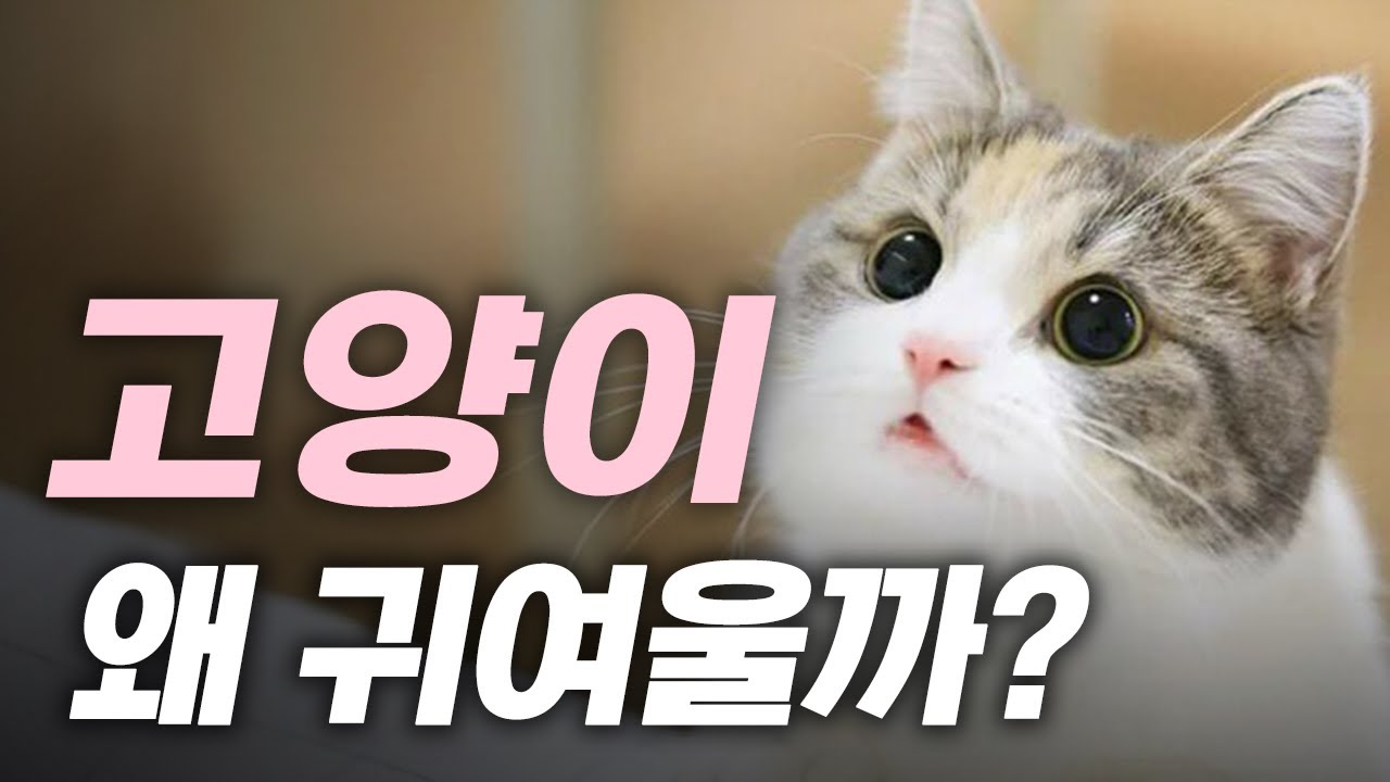 고양이가 귀여운 과학적인 이유 Youtube