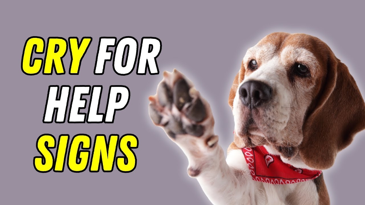 These Strange Behaviour's Mean Your Dog Is Begging for Help | Dog Cues ...