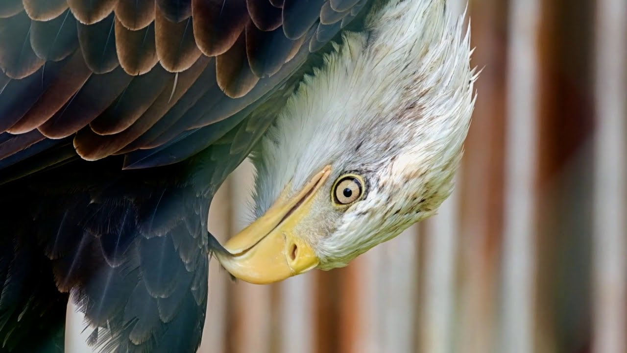Eagle cleaning itself - a very close shot ! Watch a short video of a ...