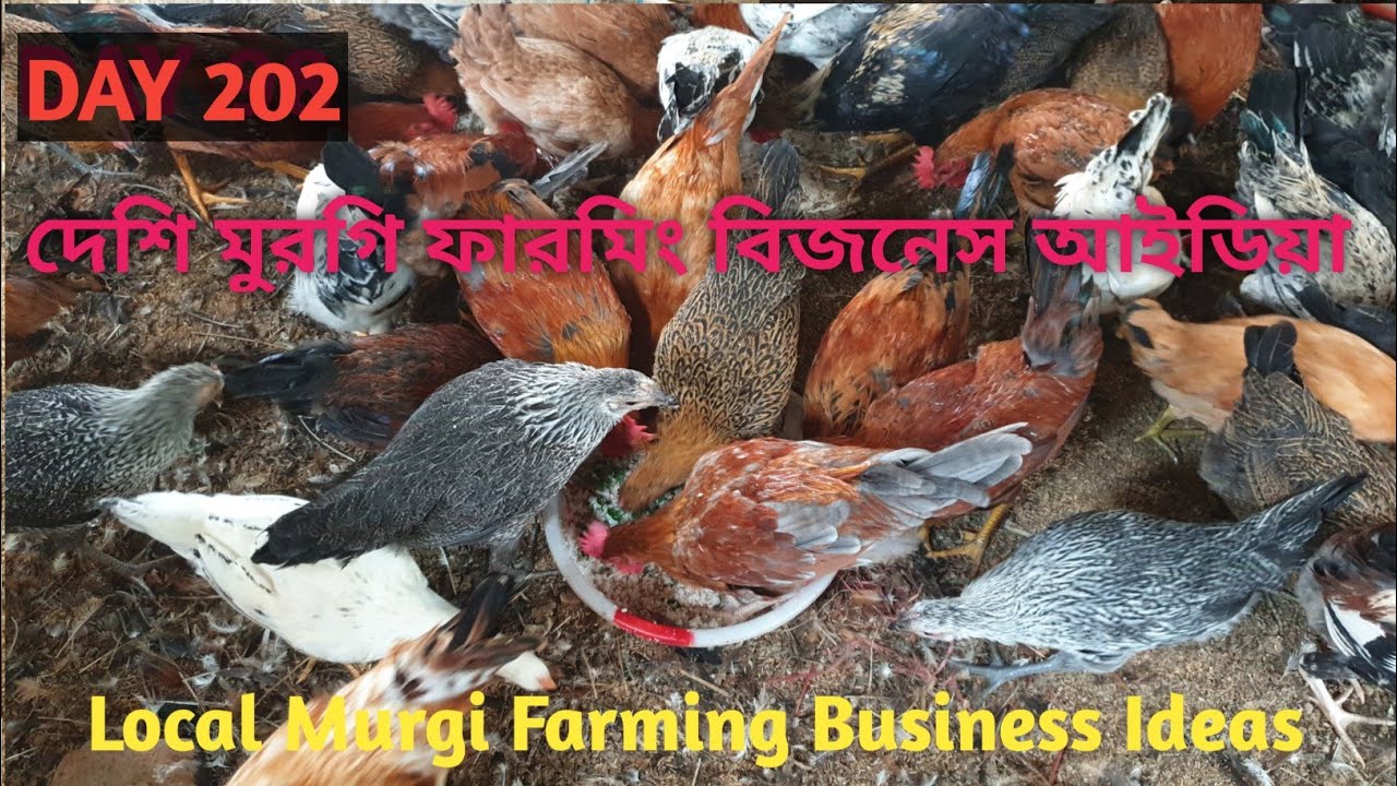 Local Murgi Farming Business Ideas l लोकेल मुरगी बिज़नेस आईडियास l দেশি ...