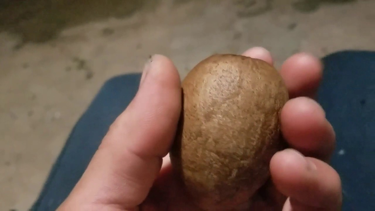 My first chico sapote! Growing tropical trees in the desert! - YouTube