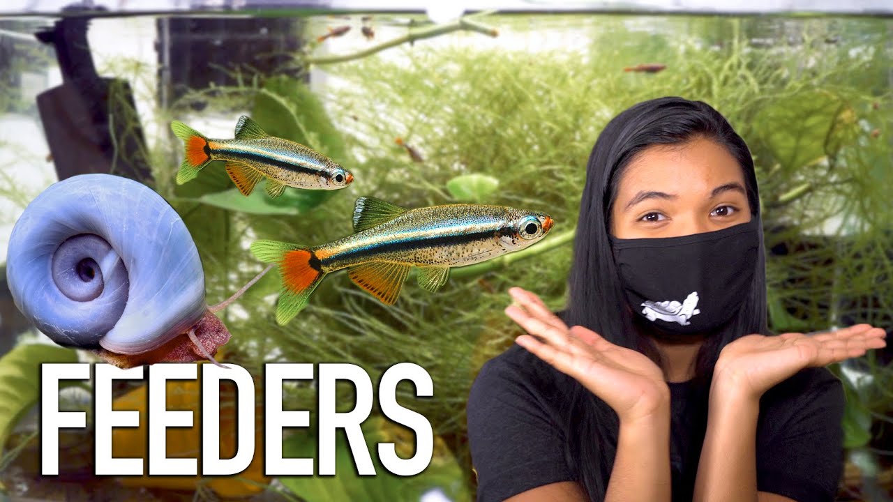 Feeder/Breeder Tank for LIVE TURTLE FOOD - YouTube