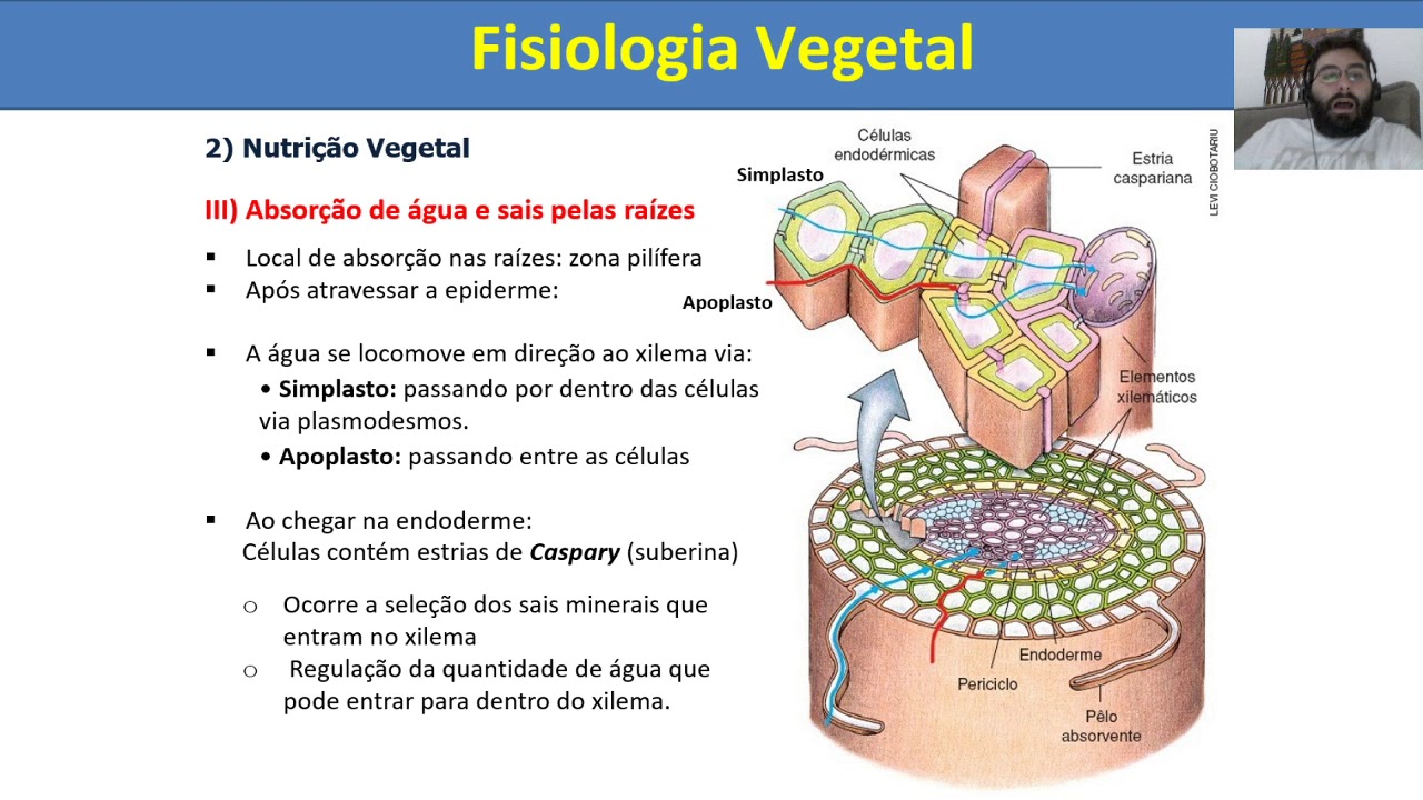 Fisiologia Vegetal 01 - YouTube