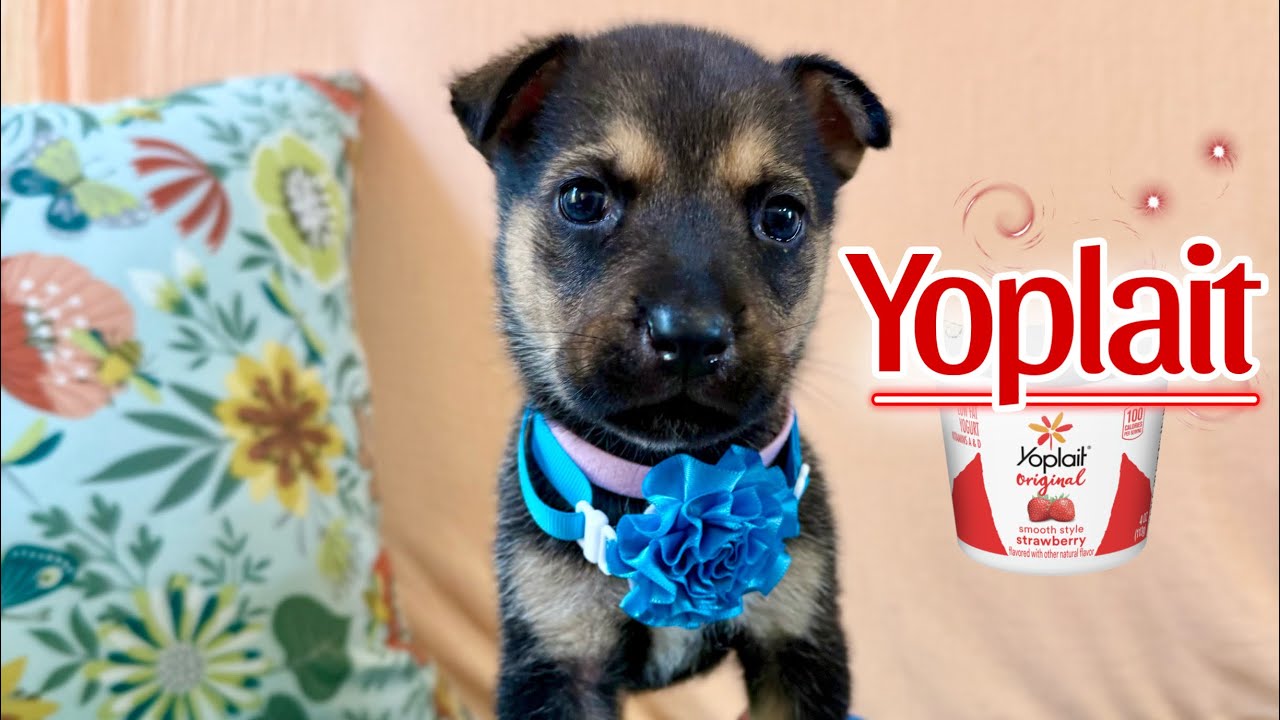 Yoplait is the perfect tiny treat to make every day a little bit ...