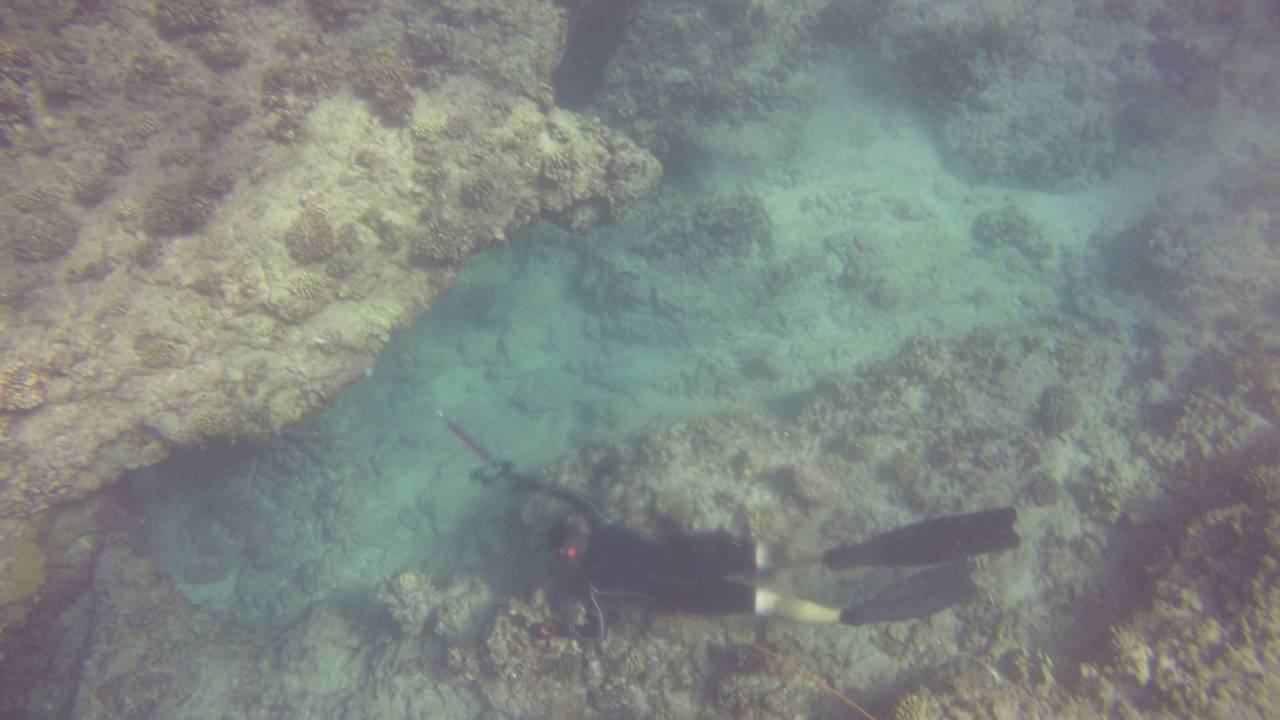 OAHU, HAWAII - Spearfishing Makaha - Jan 2016 - YouTube