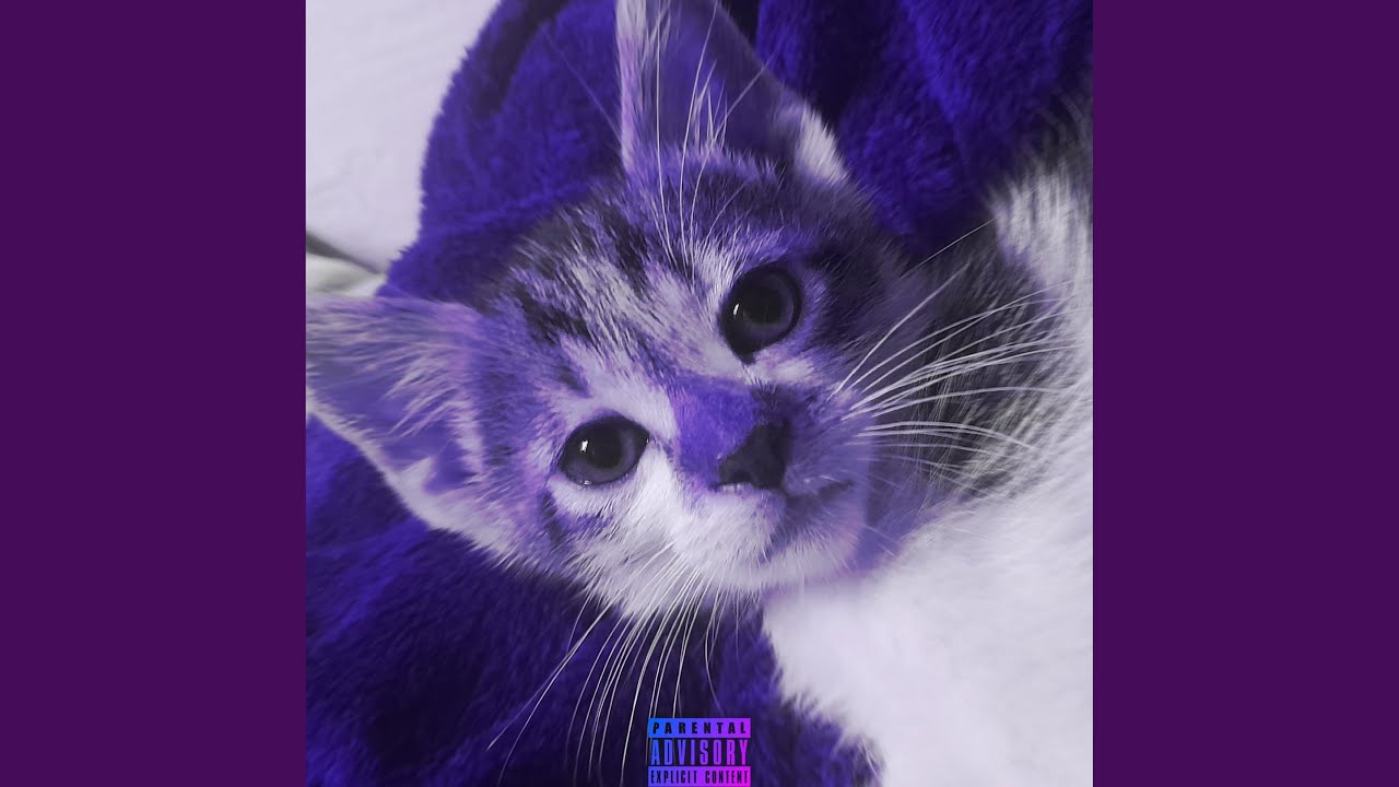 my-cat-made-a-phonk-youtube-music