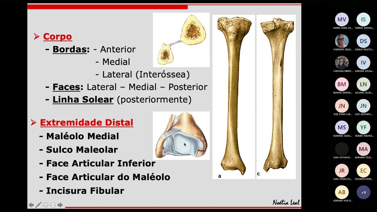 anatomia - perna - YouTube