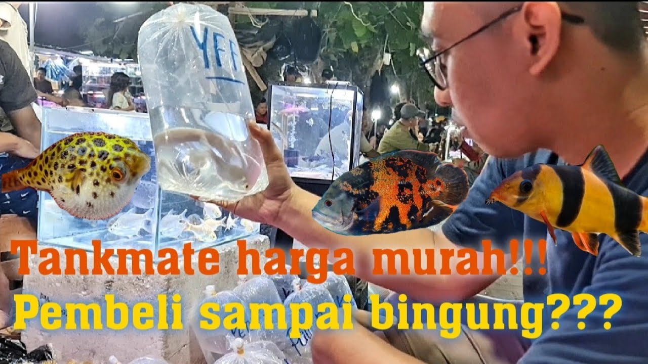 IKAN TANKMATE MURAH PEMBELI SAMPAI BINGUNG⁉️ UPDATE HARGA IKAN HIAS DI ...
