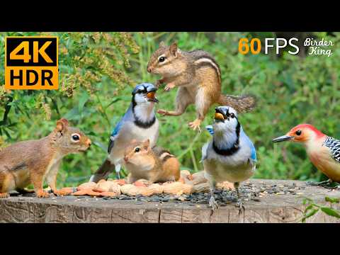 Cat TV 😻🐦 Super Cute Birds, Chipmunks & Squirrels for Cats 🐿 4K HDR