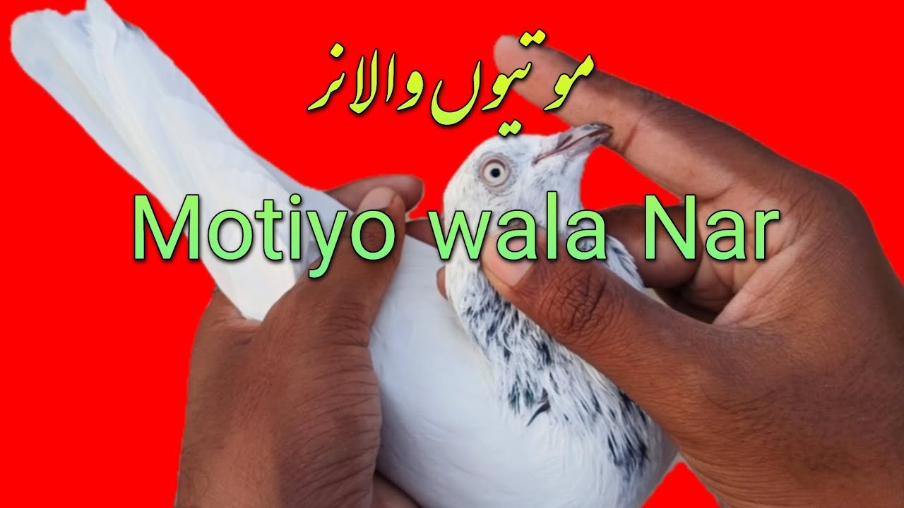 Motiyo Wala Male || Informative Vlog|| @shehrmaindihat - YouTube