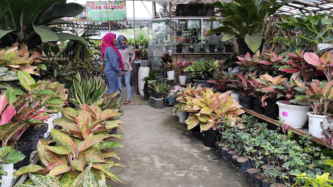 Update Harga Tanaman Yang Cantik Dan Rimbun - YouTube
