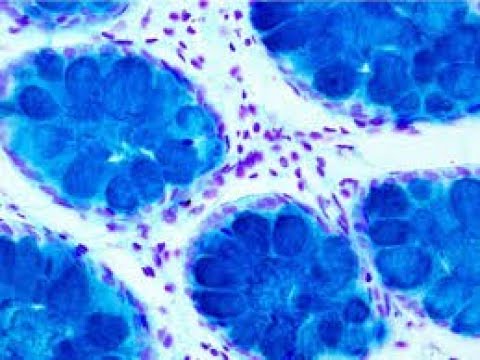 Methylene Blue Stain ; Staining Technique in Microbiology, Application ...
