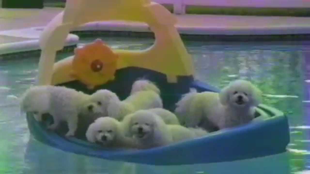 Dogs in Pools - YouTube