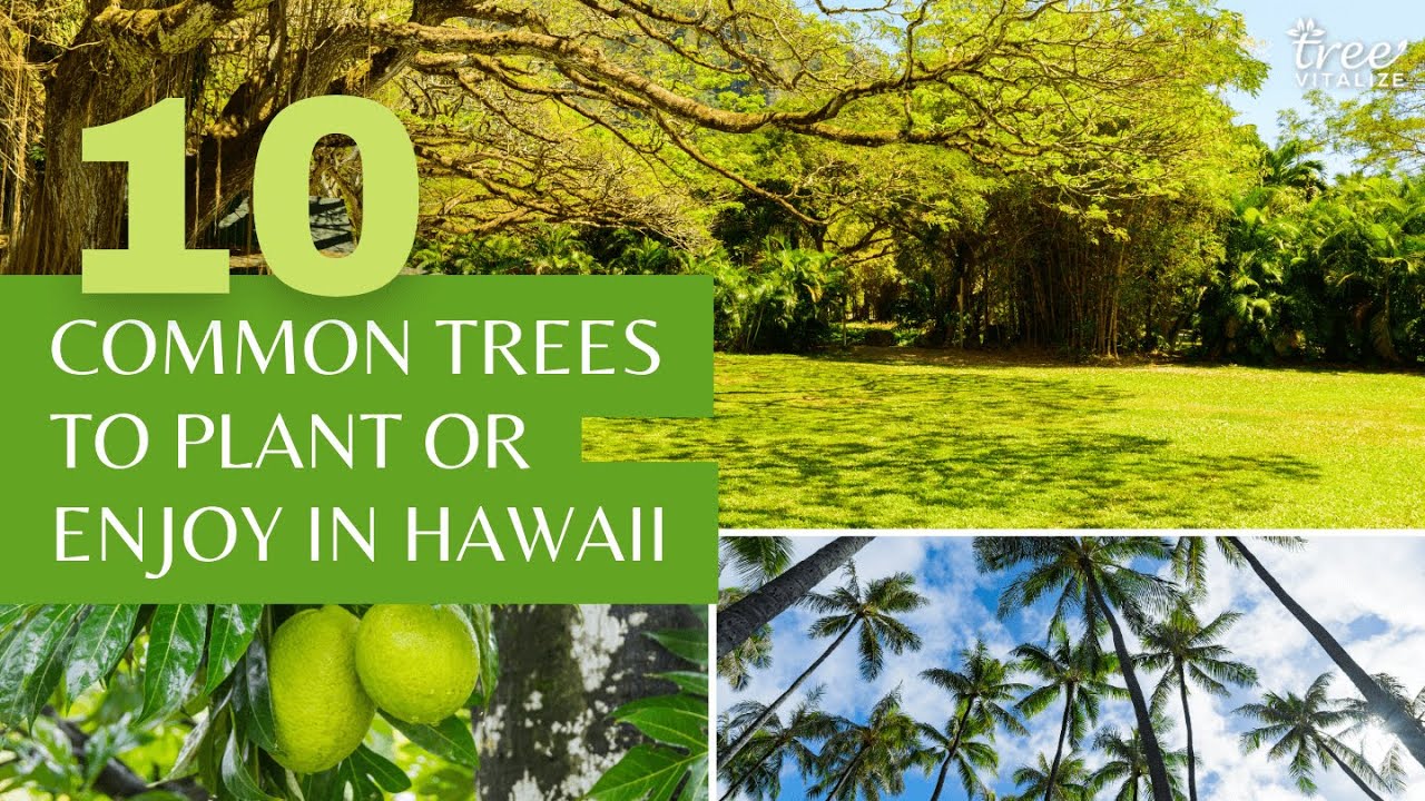 10 Common Trees to Plant or Enjoy in Hawaii - YouTube