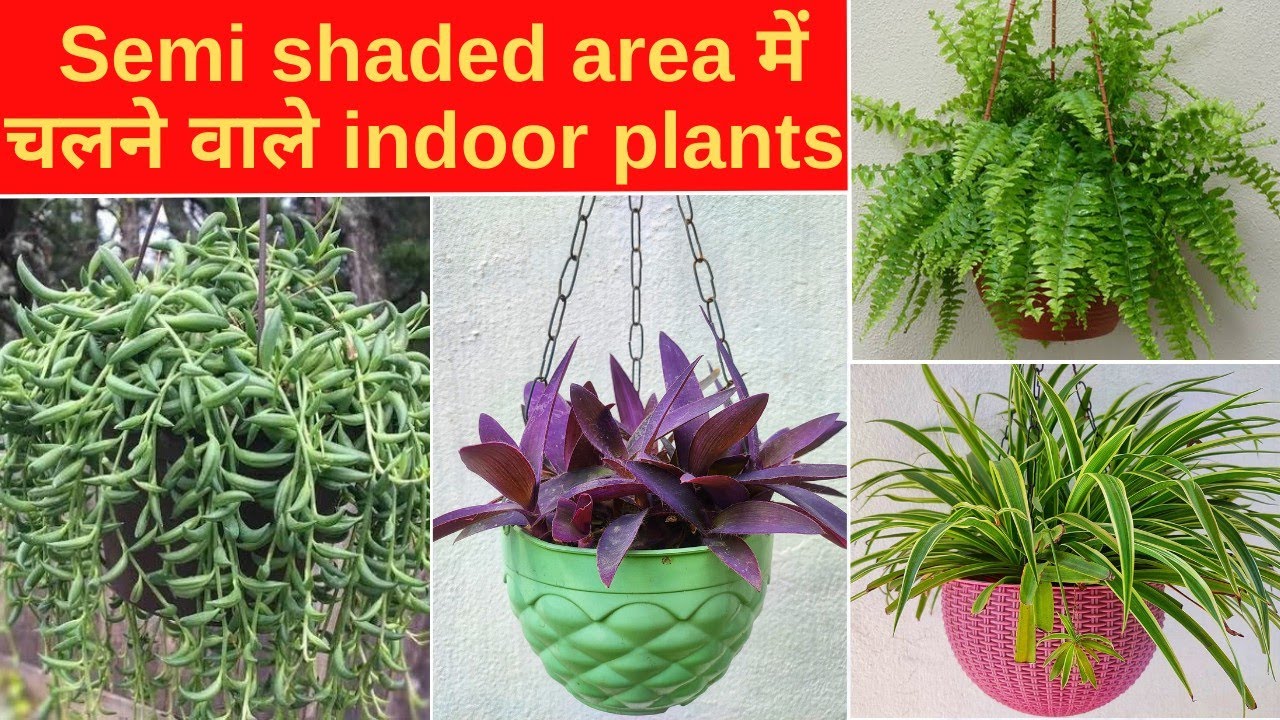 Indoor में लगने वाले Hanging basket plants / Vines / creepers | Plants ...