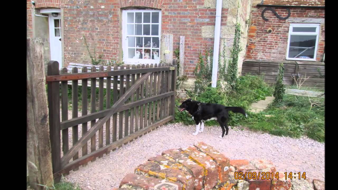 MAX THE WONDER DOG - YouTube