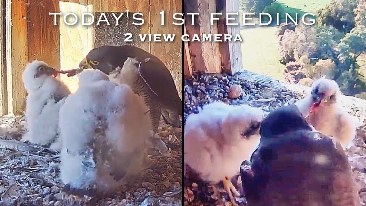 #151🦅Falcon Nest ／Box Camera - FalconCam Project LIVE - YouTube