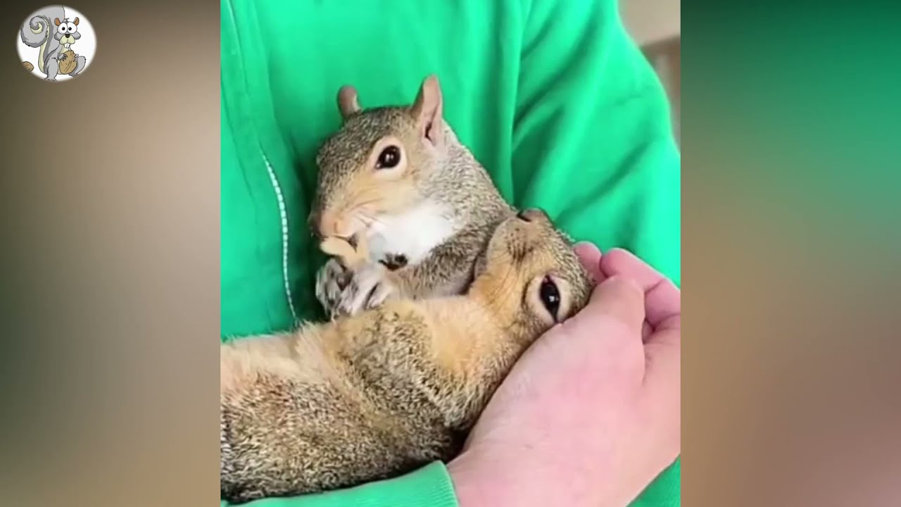 Cute Squirrels Grooming - YouTube