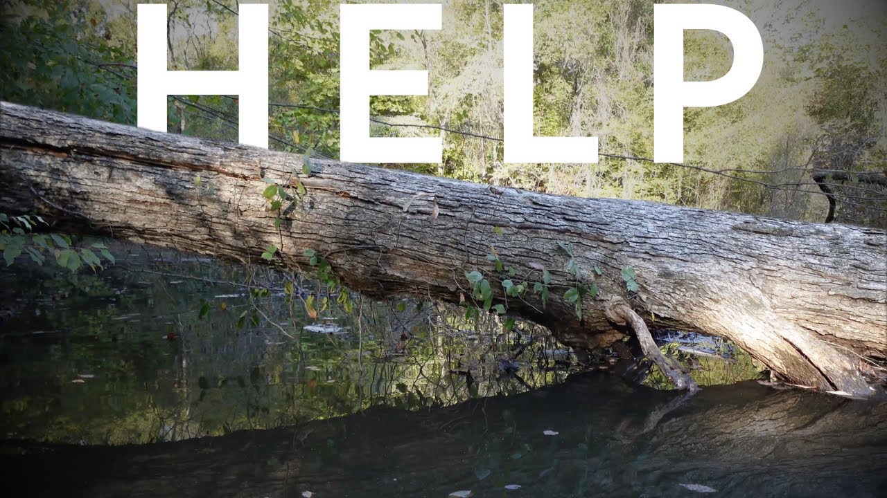 How Do I Get This Tree Out? Share Your Best Ideas! - YouTube