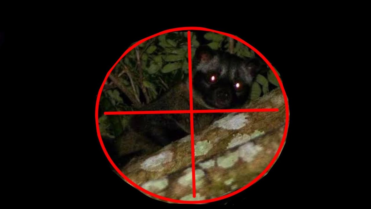 Jungle hunting/#musang hunt#wild cat,#abalosPHvlogs - YouTube