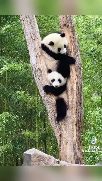 fail panda - YouTube