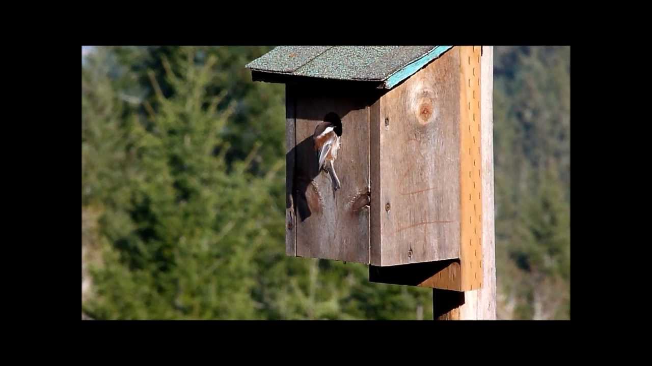 Chestnut-backed Chickadee house-hunting.wmv - YouTube