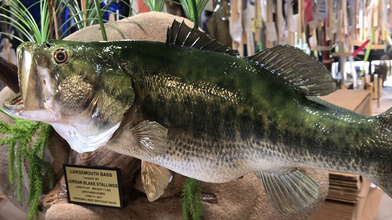 Largemouth Bass Custom Fishmount - Gray Taxidermy Fishmounts, Custom ...
